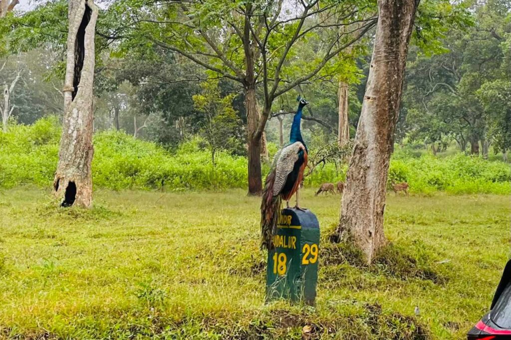 Mudumalai Tiger Reserve: Where Raw Wilderness Meets Abundant Tranquility