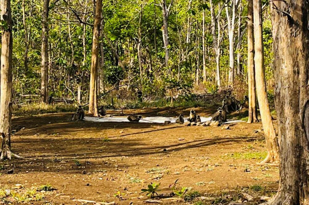 Tipeshwar Wildlife Sanctuary: How Can You Plan Your Tiger Safari?