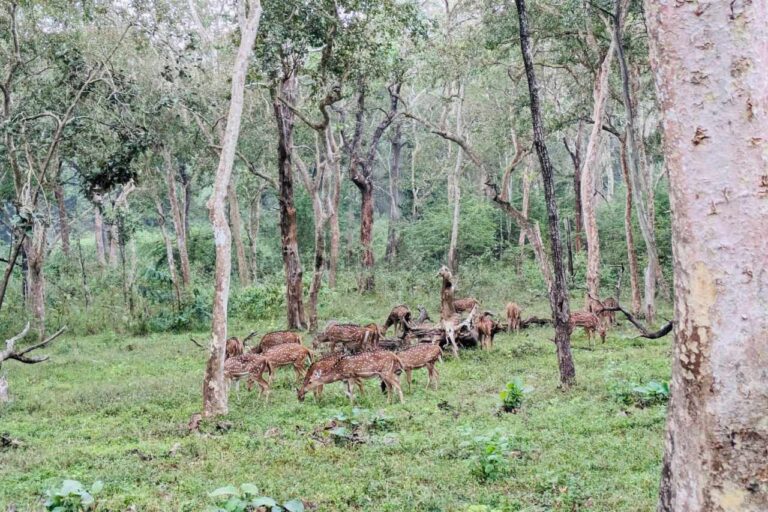 Mudumalai Tiger Reserve: Where Raw Wilderness Meets Abundant Tranquility