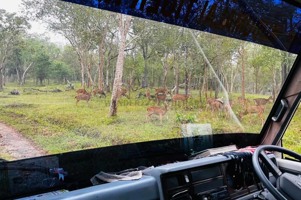 Mudumalai Tiger Reserve: Where Raw Wilderness Meets Abundant Tranquility