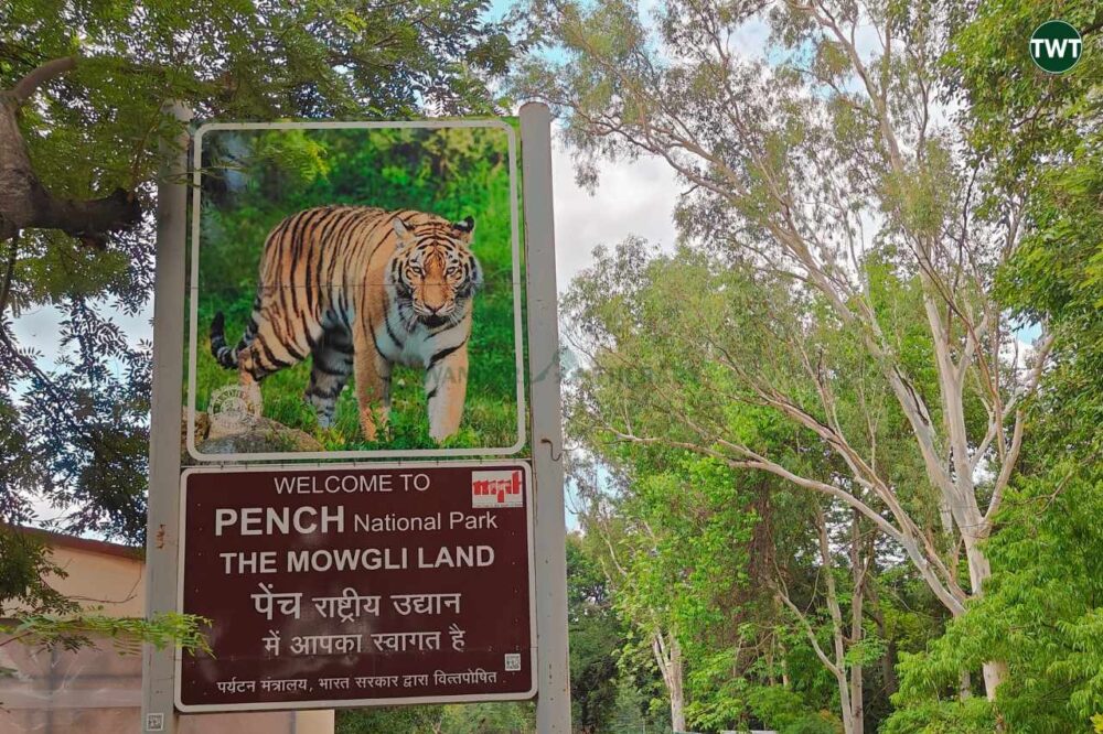 Pench National Park: Home To 80 Royal Bengal Tigers in Central India!